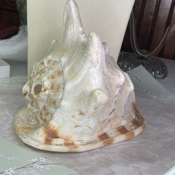 No Brand | Art | Rare And Beautiful Giant Helmet Conch Shell Beach ...
